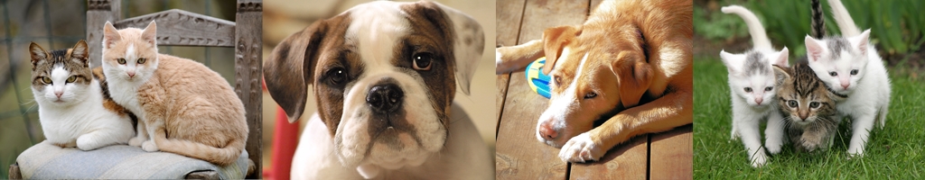 Home Page [www.bethelanimalhospital.net]