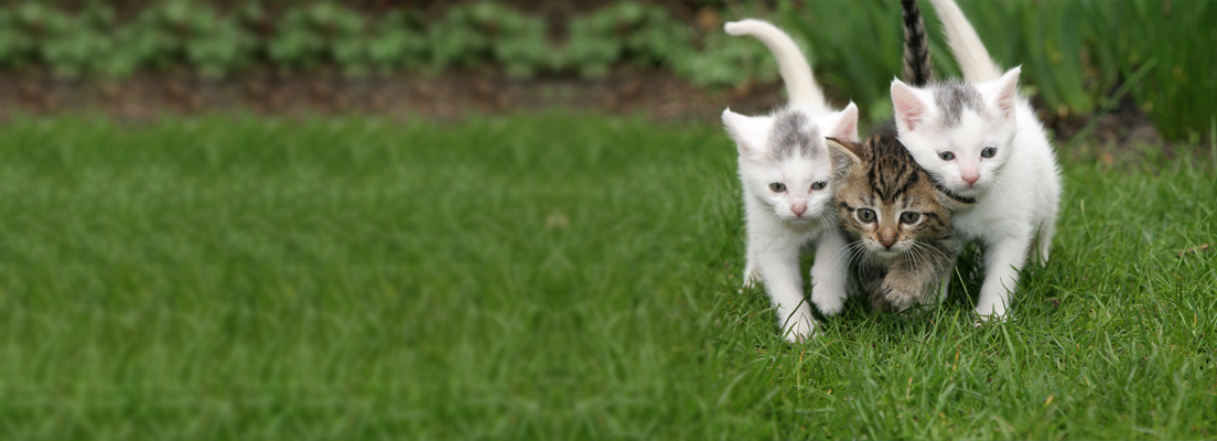 Bethel Animal Hospital, Gainesville GA, Cumming GA - Surgery